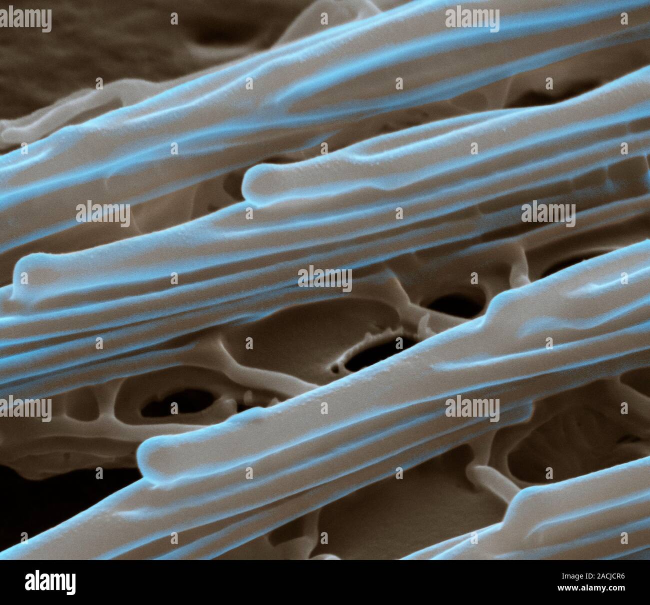 Butterfly wing scale. Coloured scanning electron micrograph (SEM) of a ...
