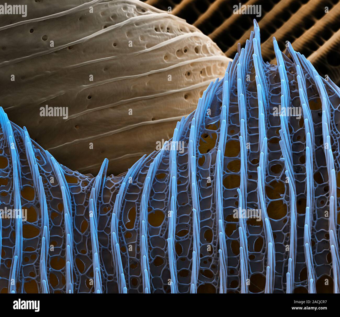 Butterfly wing scale. Coloured scanning electron micrograph (SEM) of a ...