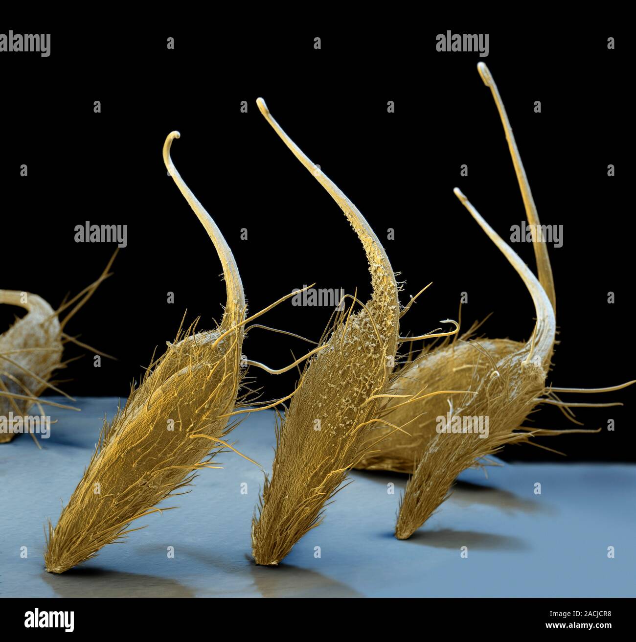 Wood avens seeds. Coloured scanning electron micrograph (SEM) of seeds ...