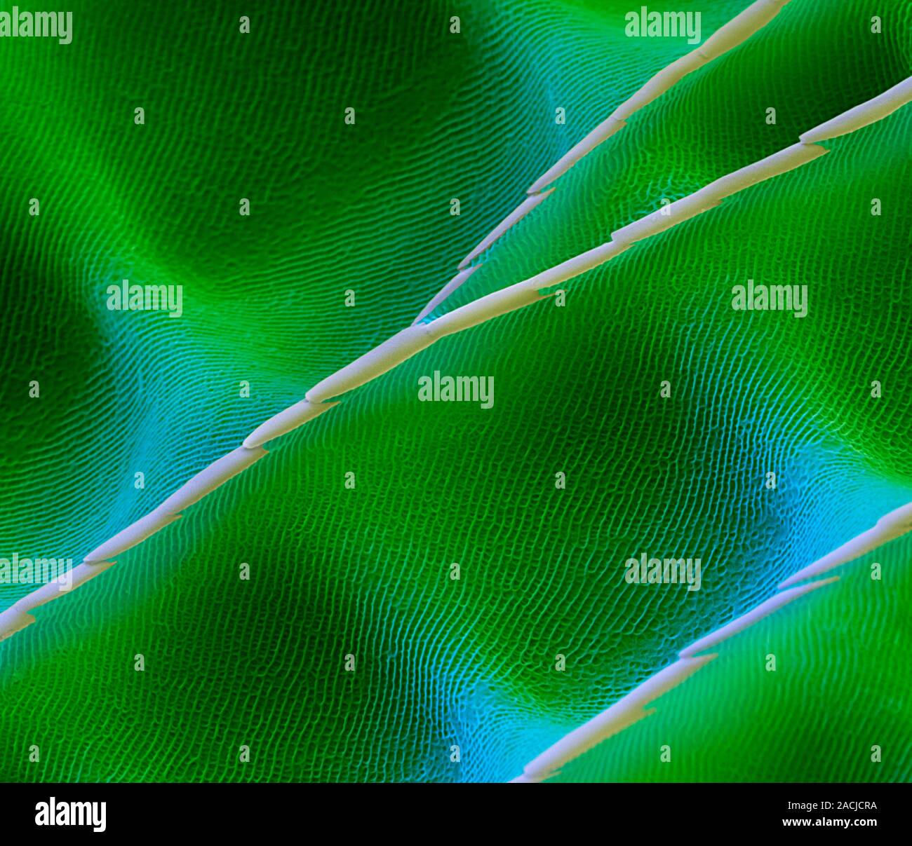 Butterfly wing scale. Coloured scanning electron micrograph (SEM) of a ...