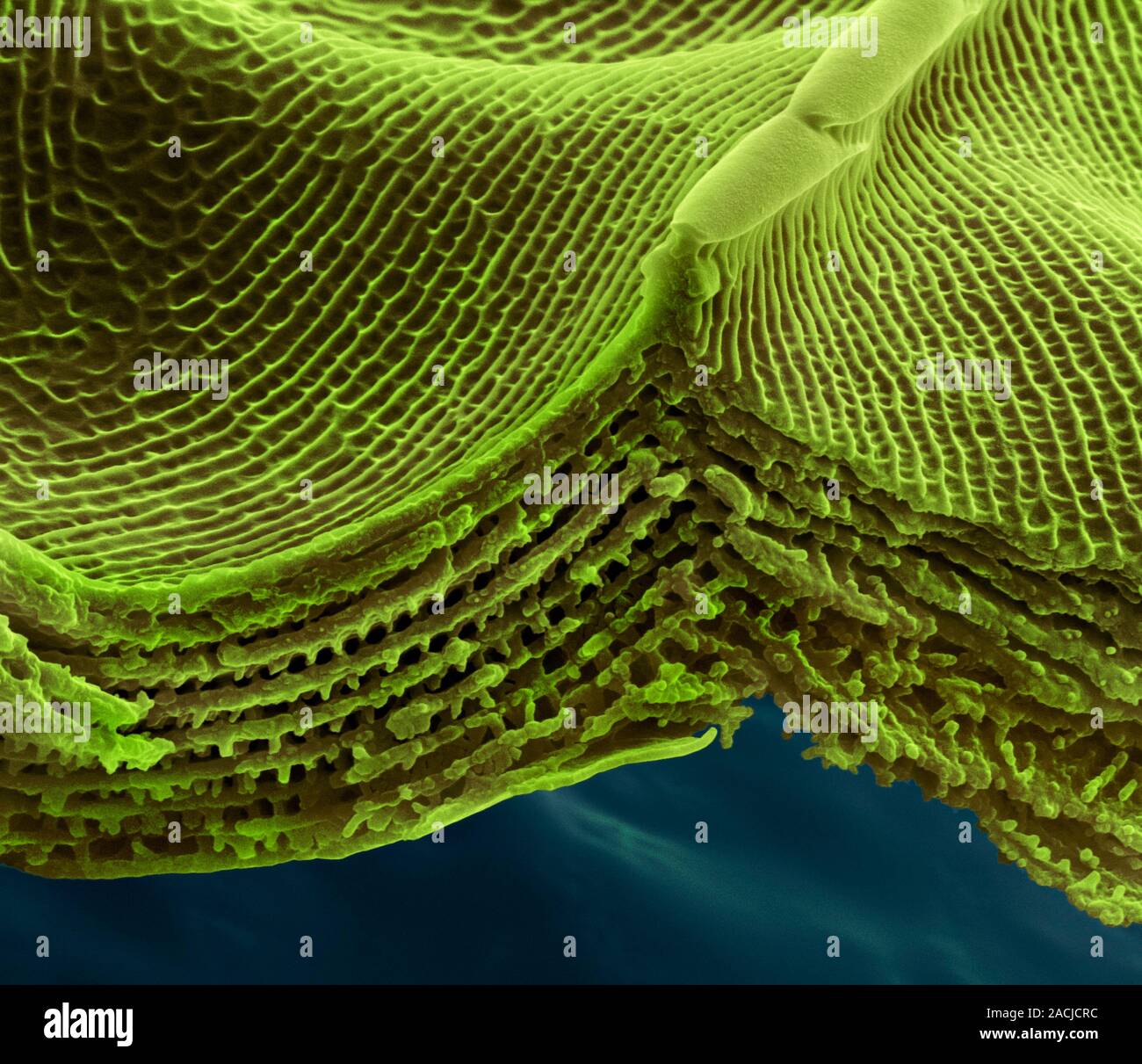 Butterfly wing scale. Coloured scanning electron micrograph (SEM) of a ...