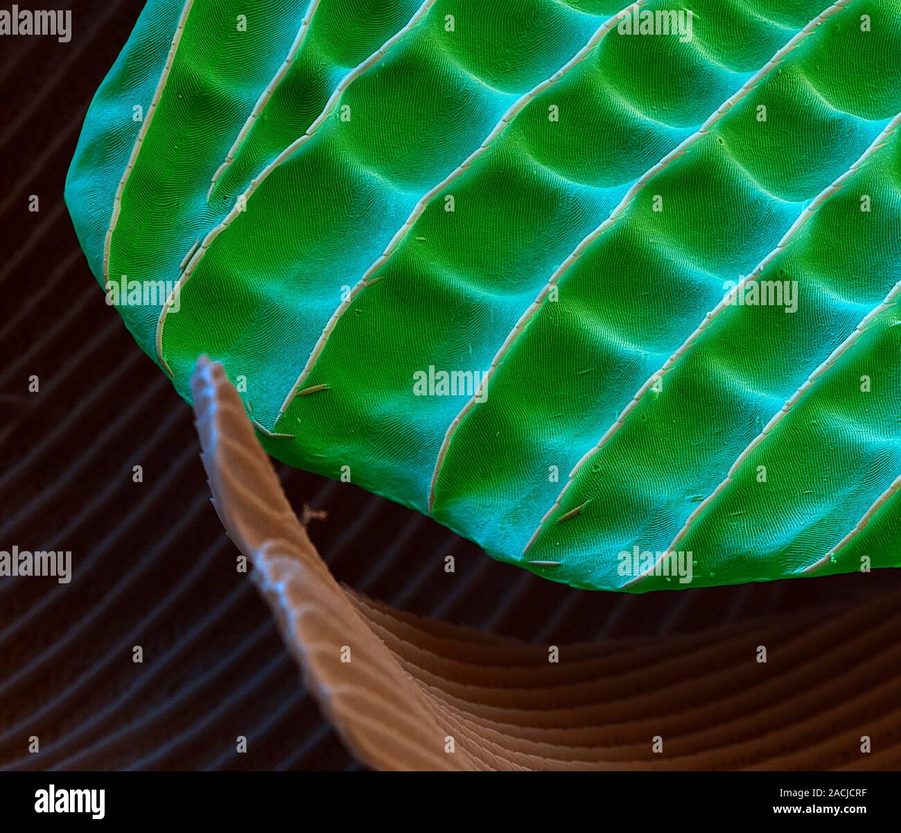Butterfly wing scales. Coloured scanning electron micrograph (SEM) of ...