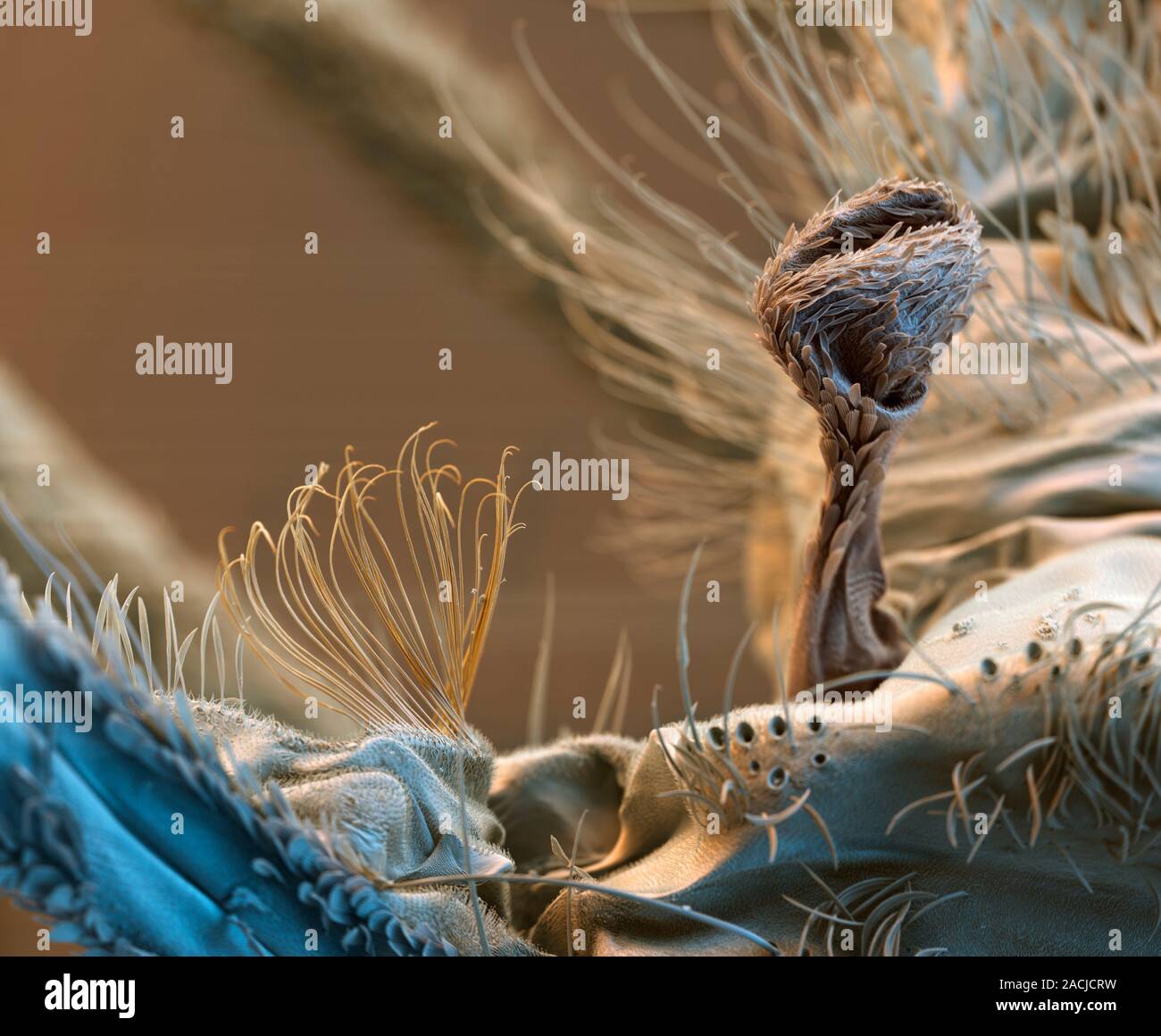 Mosquito halter. Coloured scanning electron micrograph (SEM) of a close ...