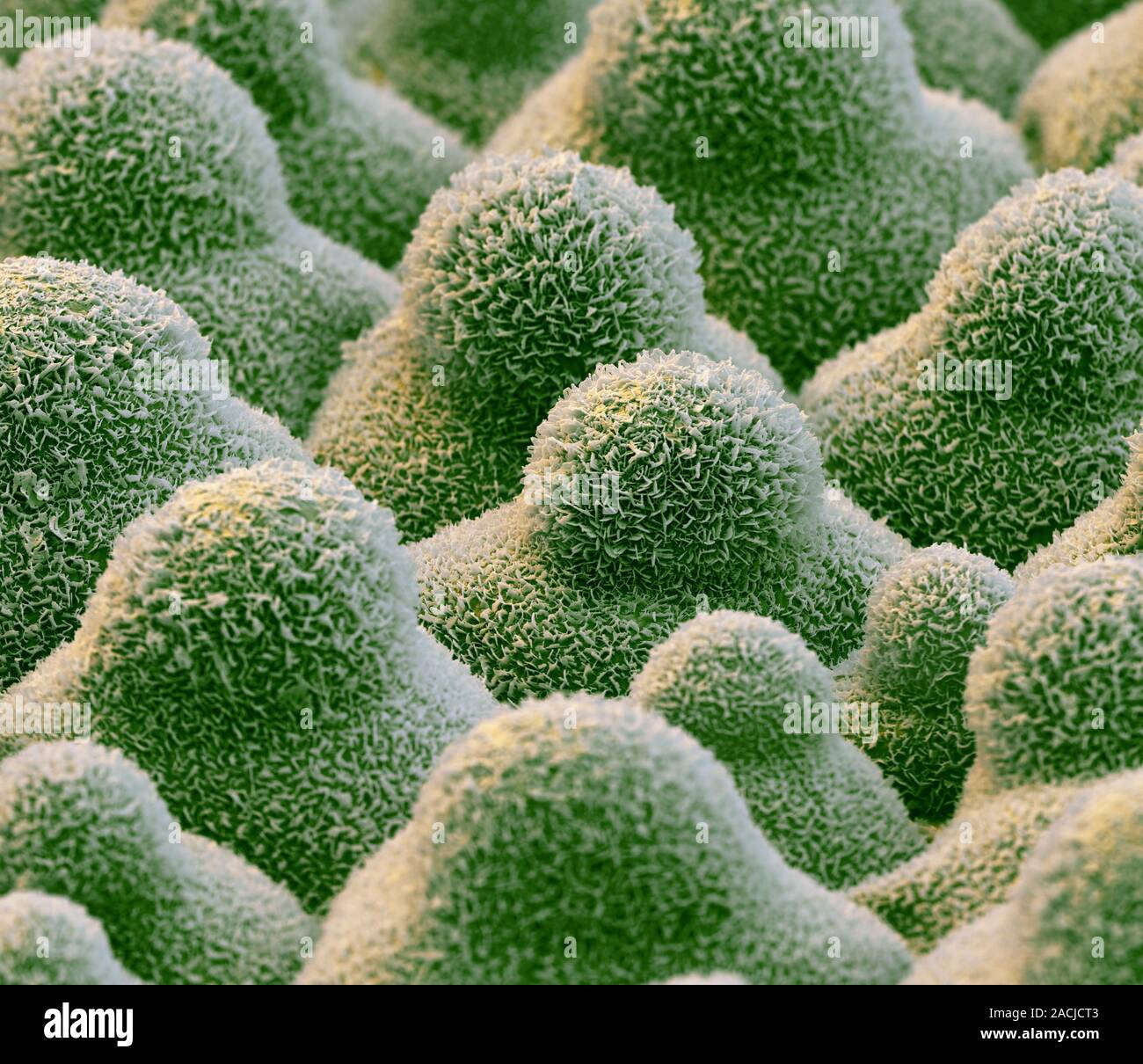 Taro leaf surface. Coloured scanning electron micrograph (SEM) showing ...