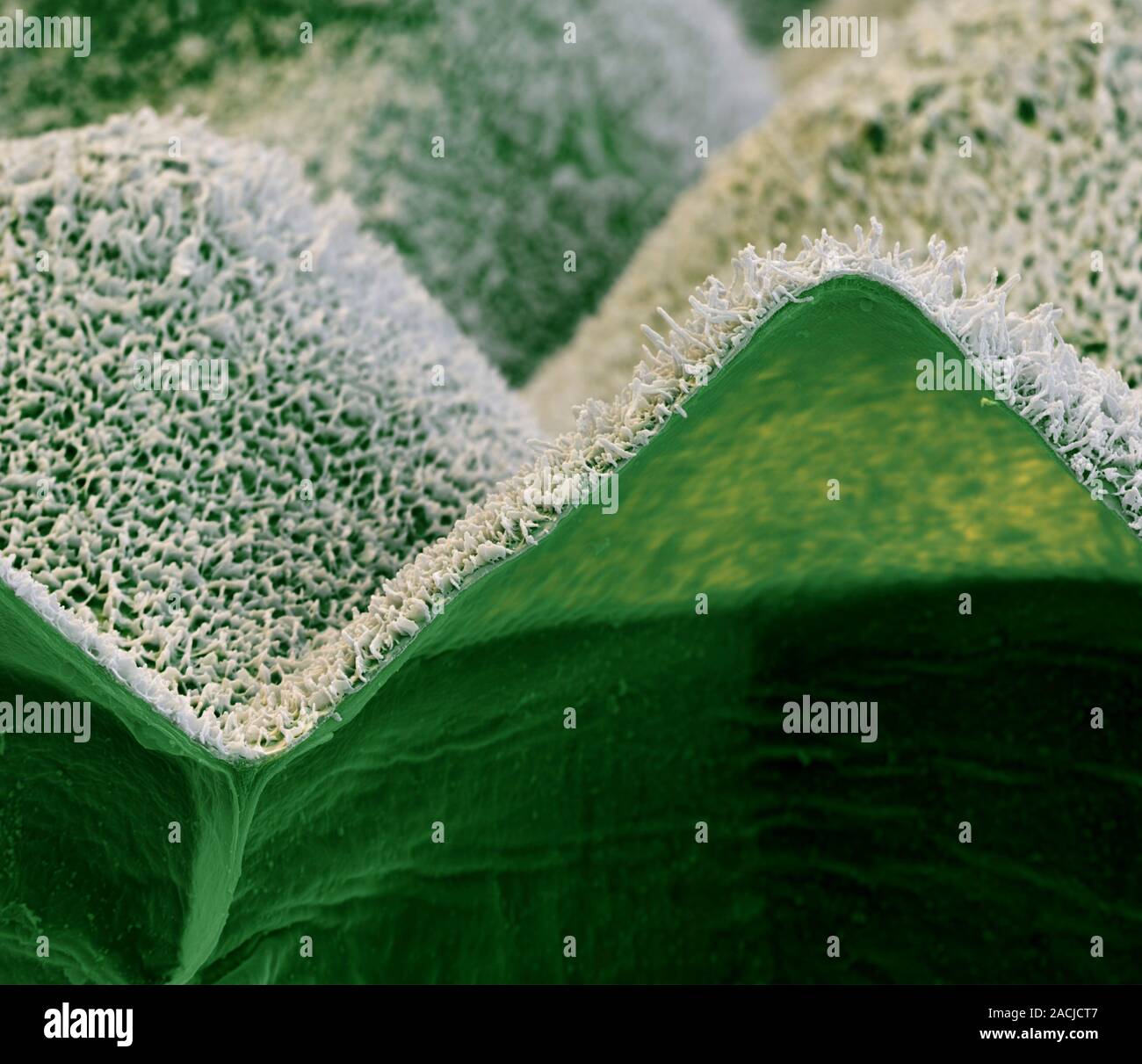 Taro leaf surface. Coloured scanning electron micrograph (SEM) showing ...