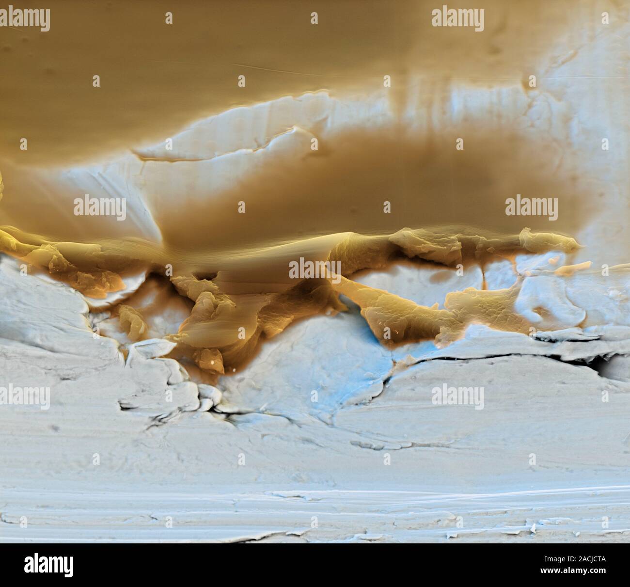 Coated aluminium. Coloured scanning electron micrograph (SEM) of a ...