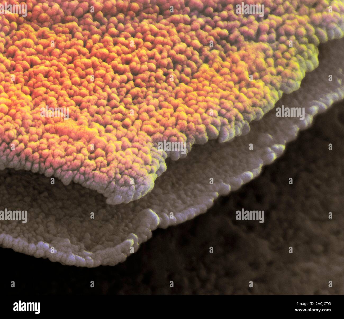 Titanium dioxide pigment. Coloured scanning electron micrograph (SEM ...