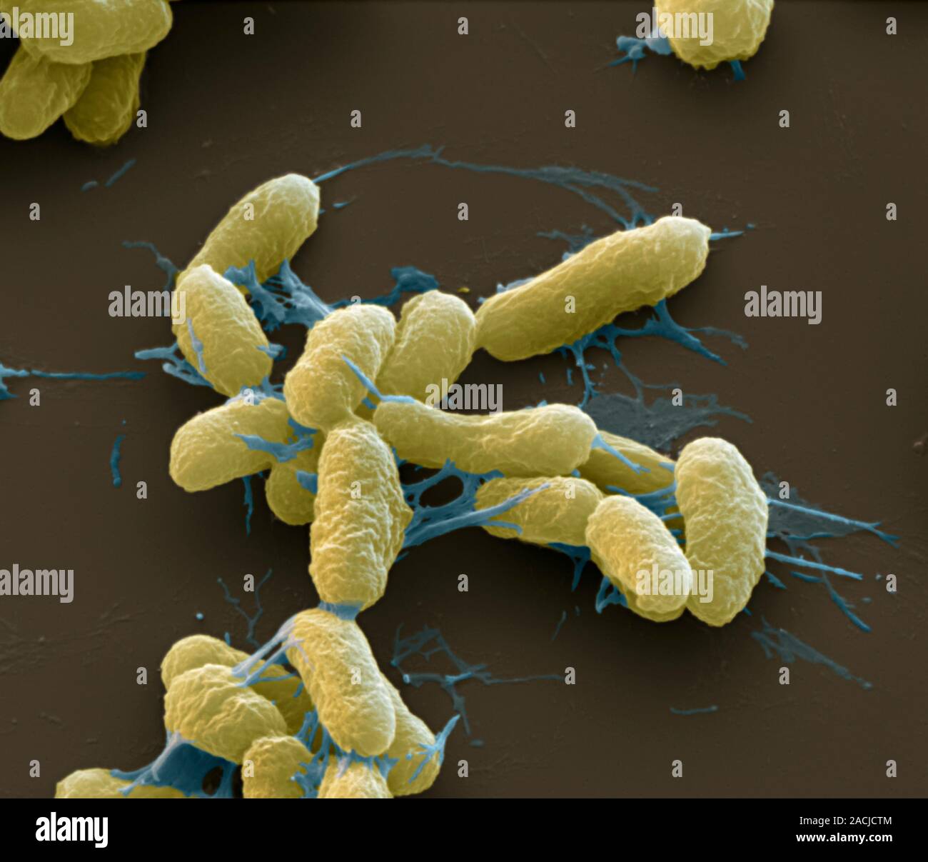 Plague bacteria (Yersinia pestis), coloured scanning electron ...