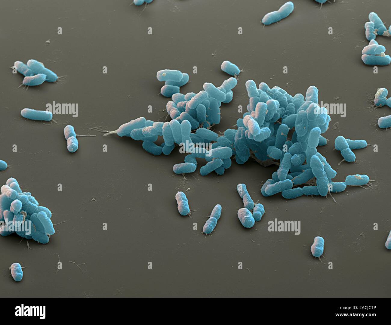 Plague bacteria (Yersinia pestis), coloured scanning electron ...