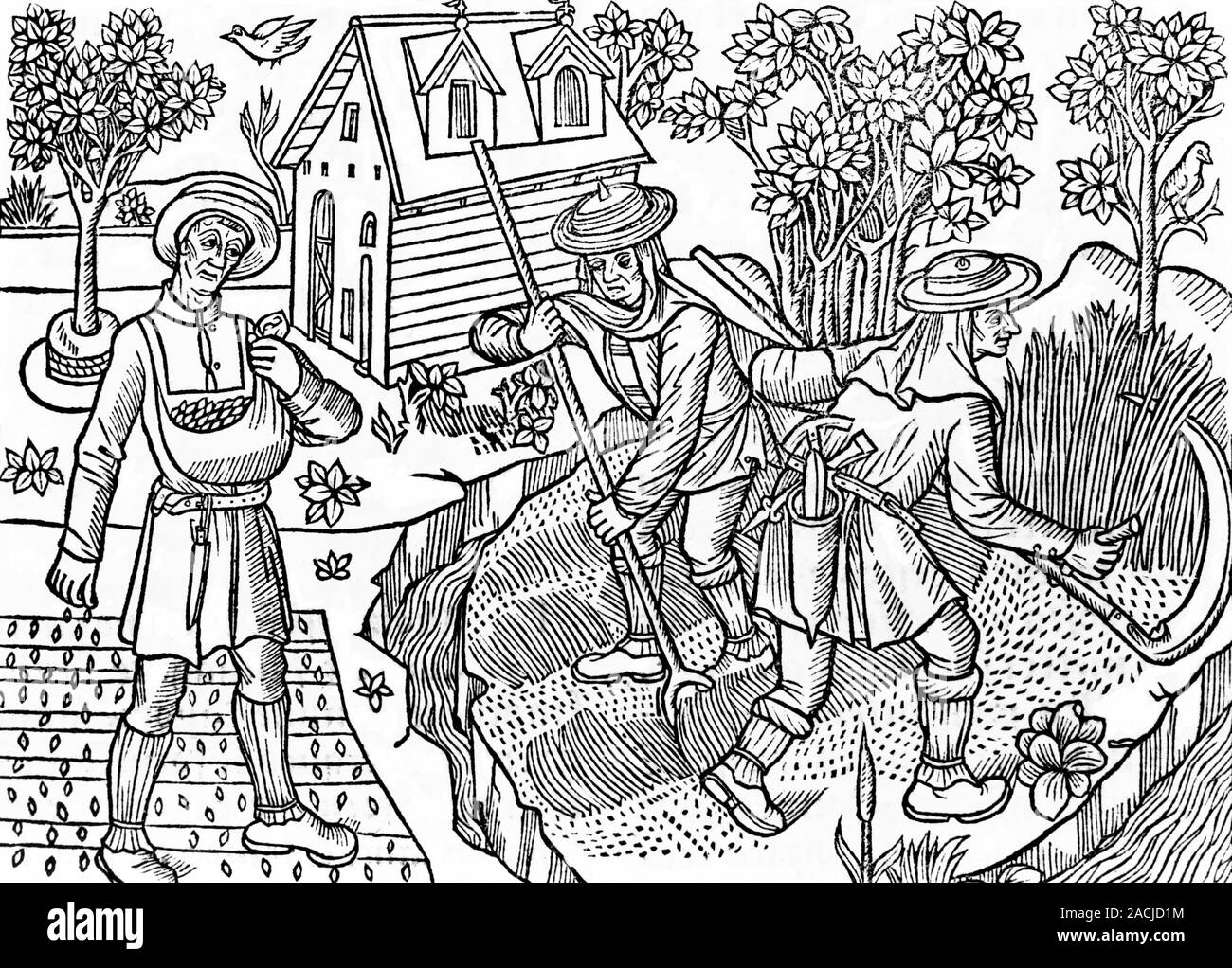 Farmers harvesting crops. 15th Century woodcut print of farmers in a ...