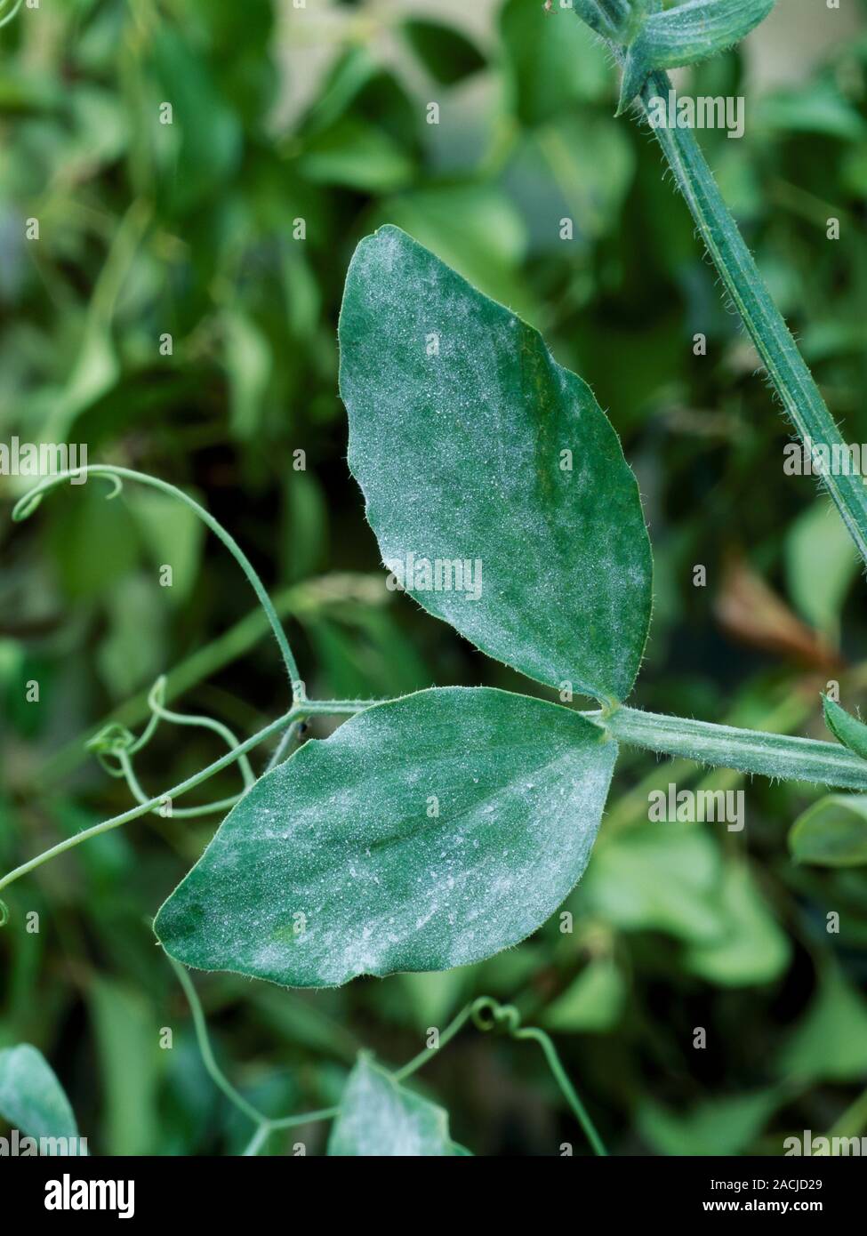Powdery mildew symptoms on sweet pea (lathyrus cv Stock Photo - Alamy