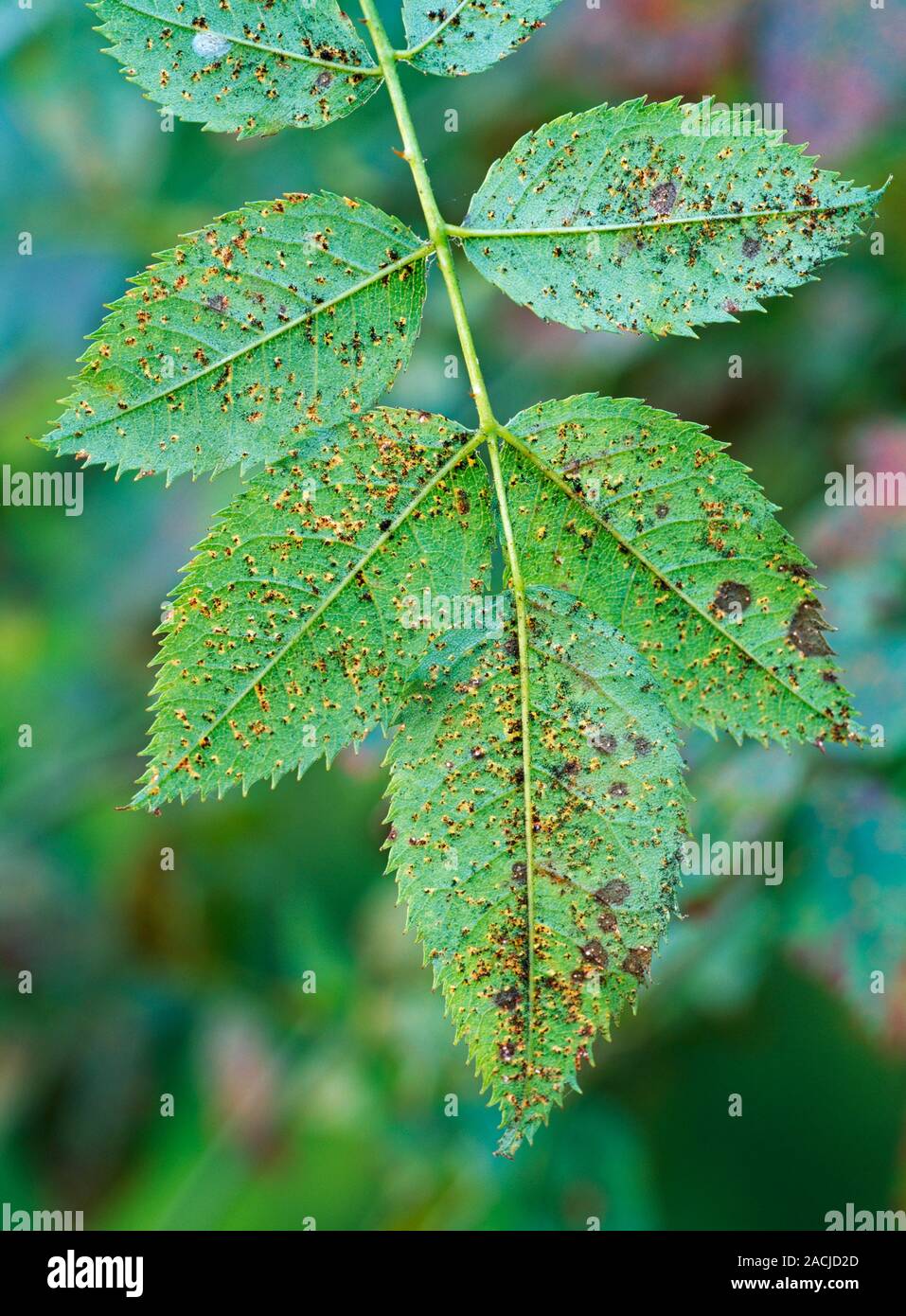 Rose rust - Phragmidium sp. - symptoms on underside on leaf Stock Photo ...
