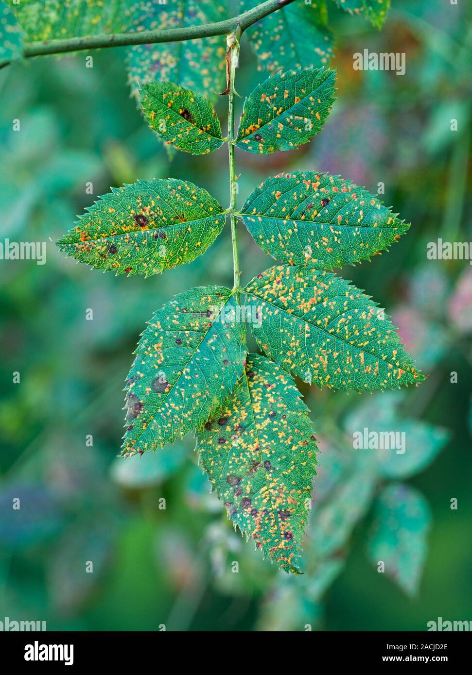 Rose rust (Pharagmidium sp) - symptoms on upper leaf surface Stock ...