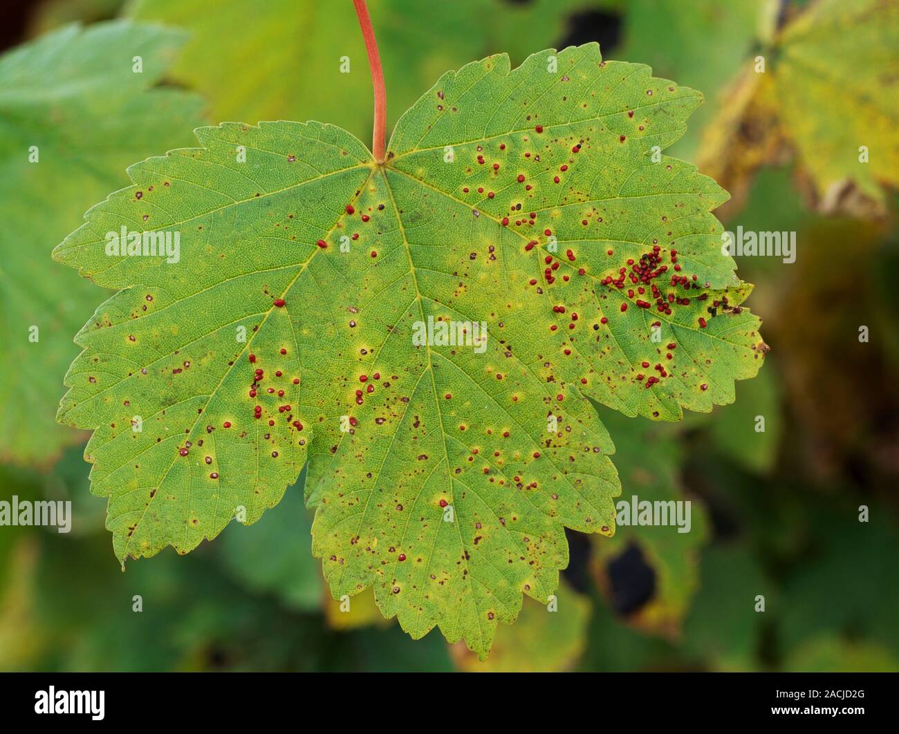Acer gall mites (Artacris macrorhynchus). Galls on maple (Acer sp Stock ...