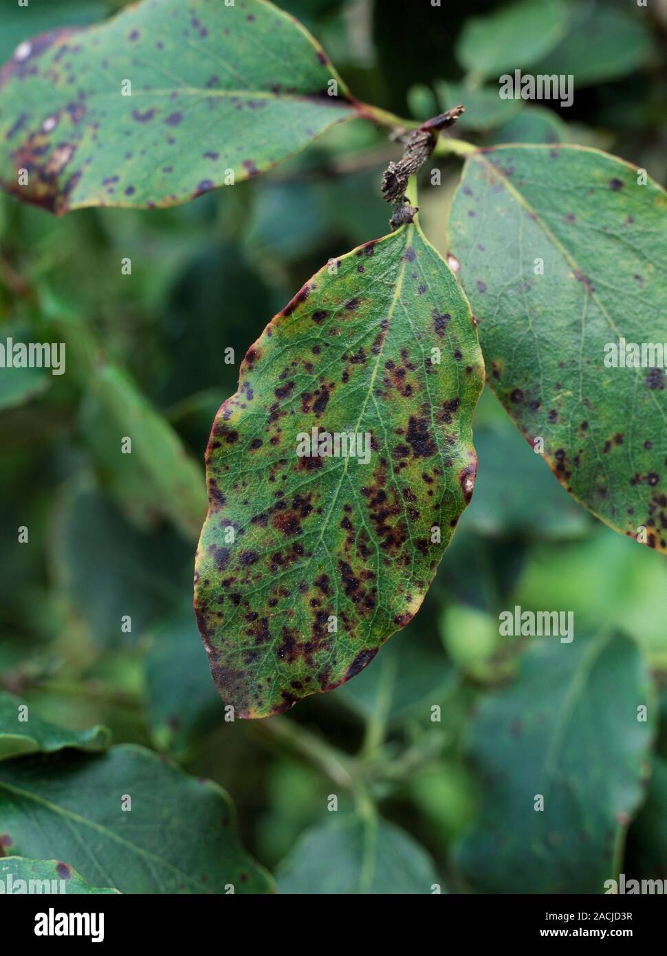 Leaf spot on Garrya sp (phyllosticta sp Stock Photo - Alamy