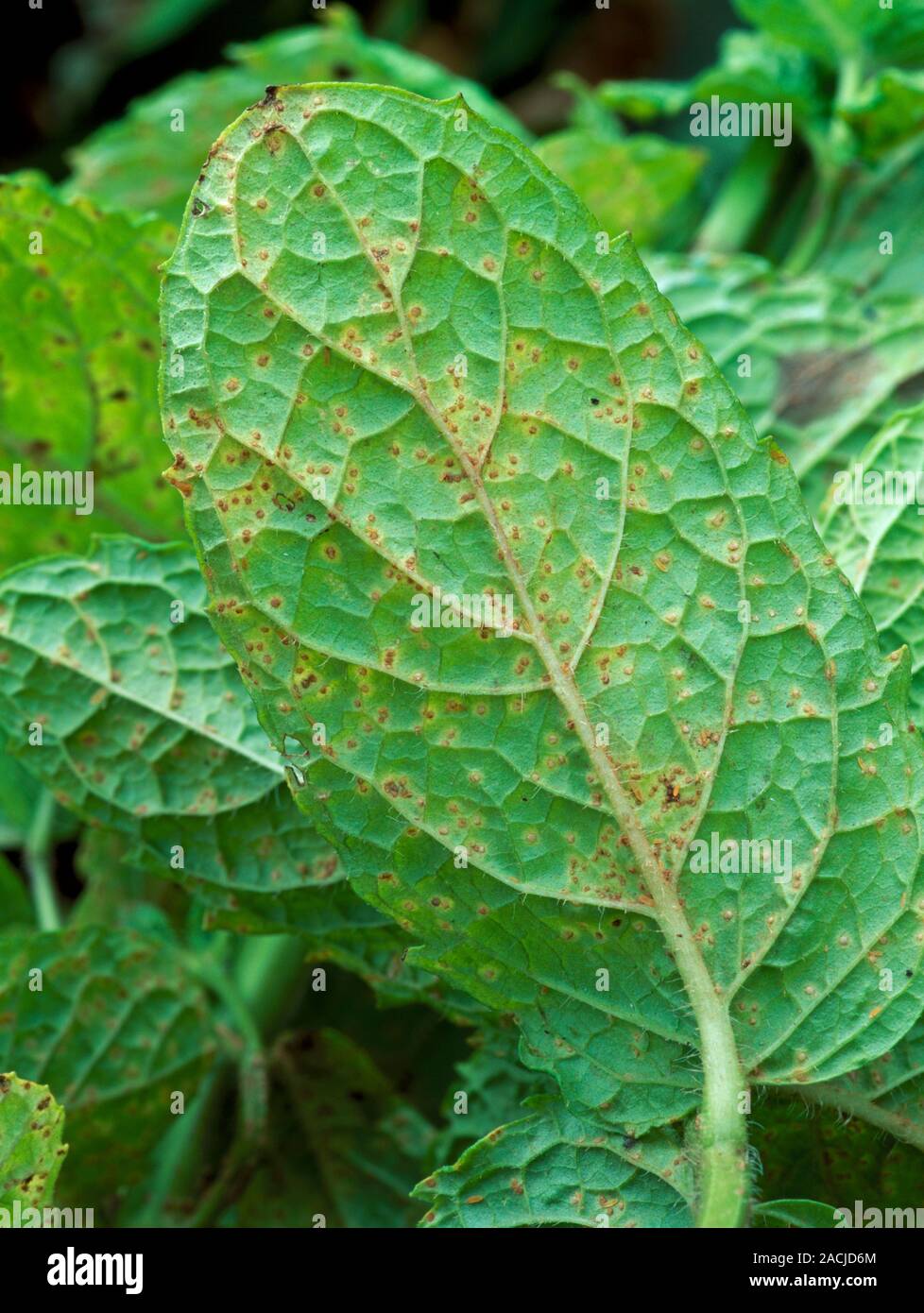 Mint rust (Puccinia menthae) on underside of leaf Stock Photo - Alamy