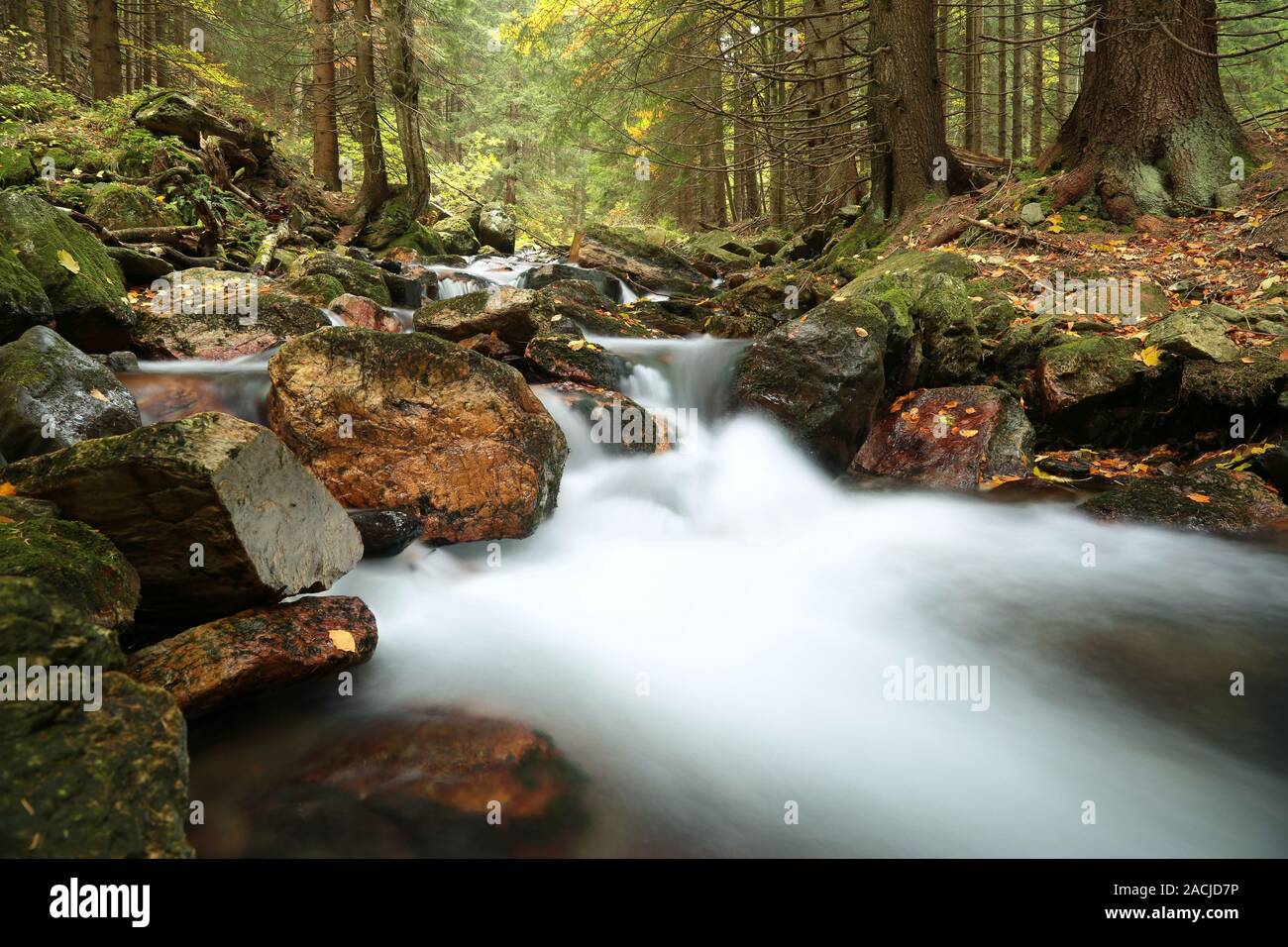Stream flowing through the forest from the mountain slope Stock Photo ...