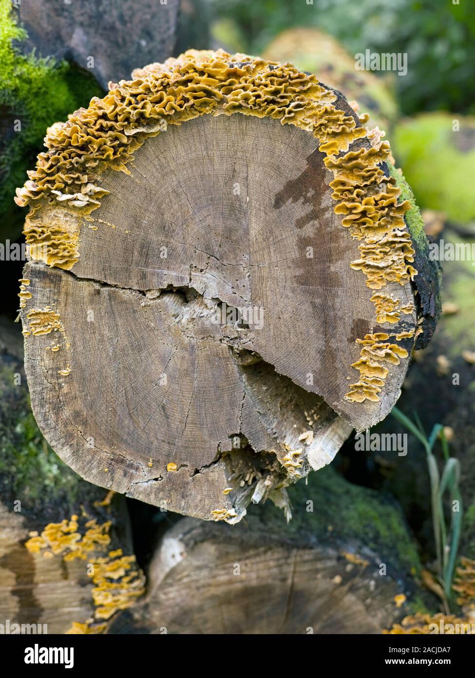 Sawn Sycamore Trunk This Trunk Is From A Sycamore Tree Acer Pseudoplatanus Sycamore Wood Is