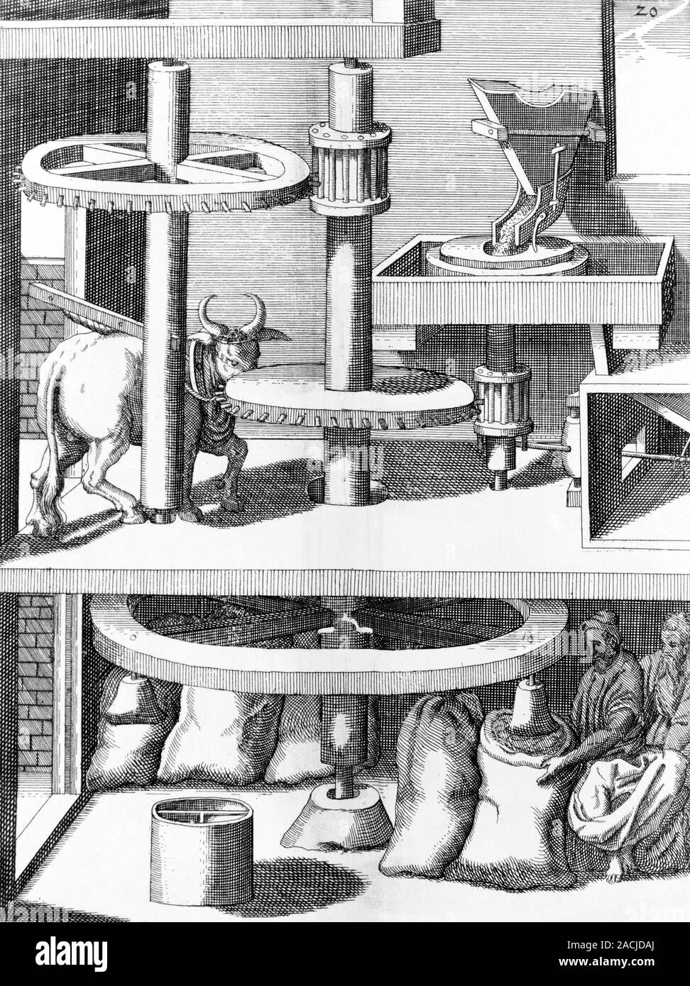 17th Century milling machine. Historical artwork of an ox-powered ...
