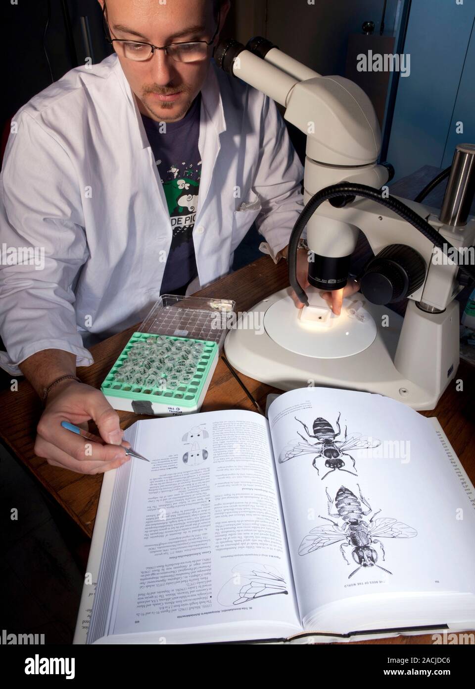 Asian hornet research. Researcher using a microscope and book to ...
