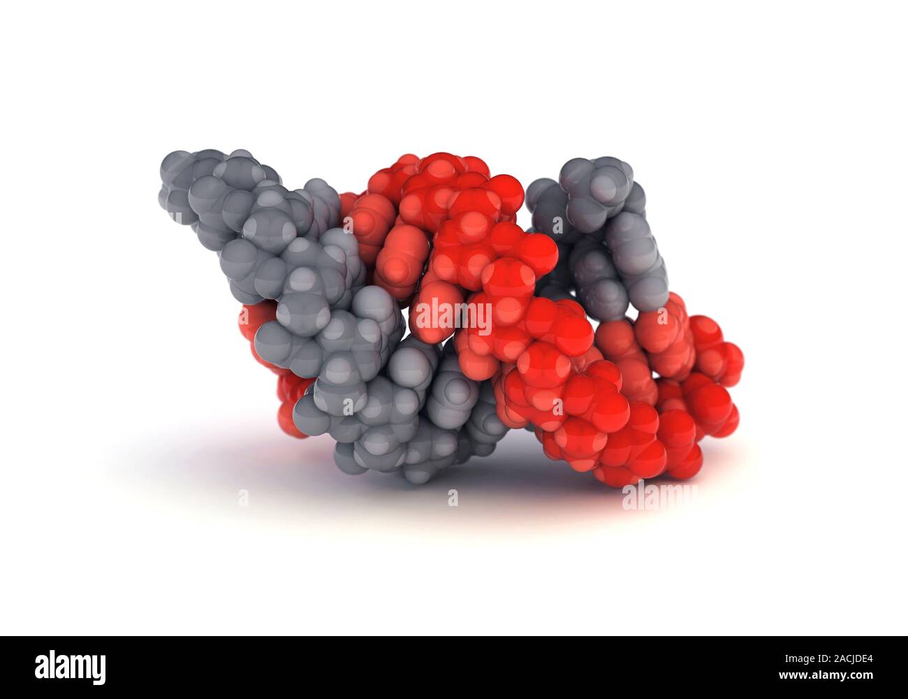 A Dna Molecule Computer Model Showing The A Structure Of A Dna Deoxyribonucleic Acid Molecule