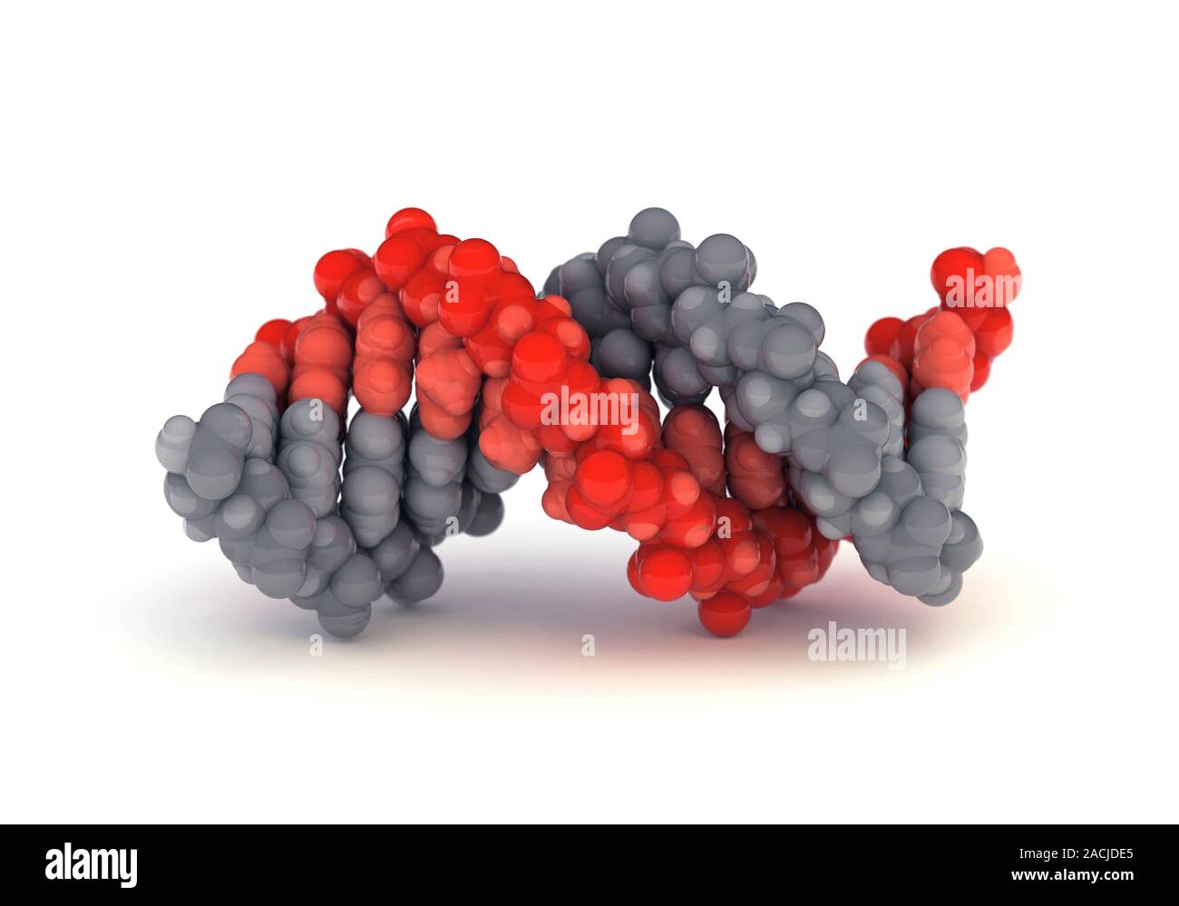 B-DNA molecule. Computer model showing the B structure of a DNA ...
