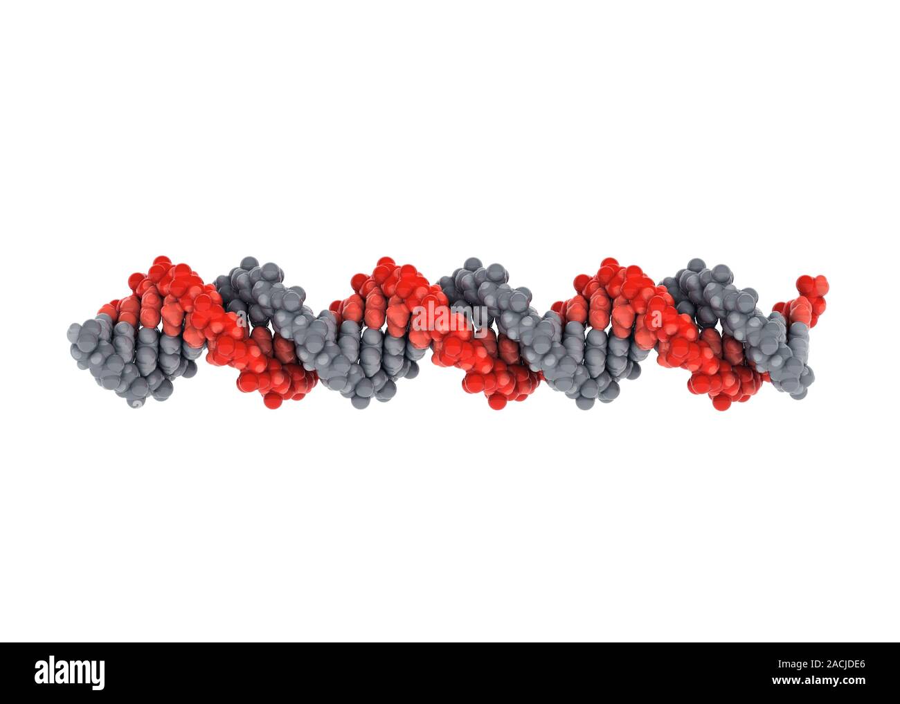 B Dna Molecule Computer Model Showing The B Structure Of A Dna Deoxyribonucleic Acid Molecule