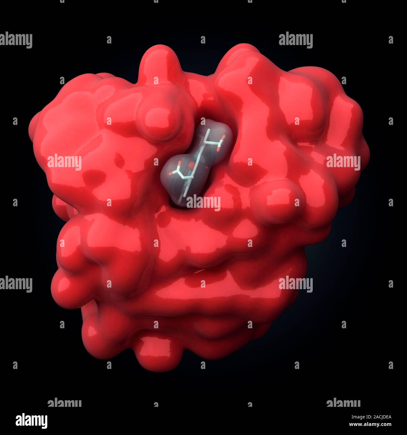 Myoglobin molecule. Computer model showing the structure of a Myoglobin ...