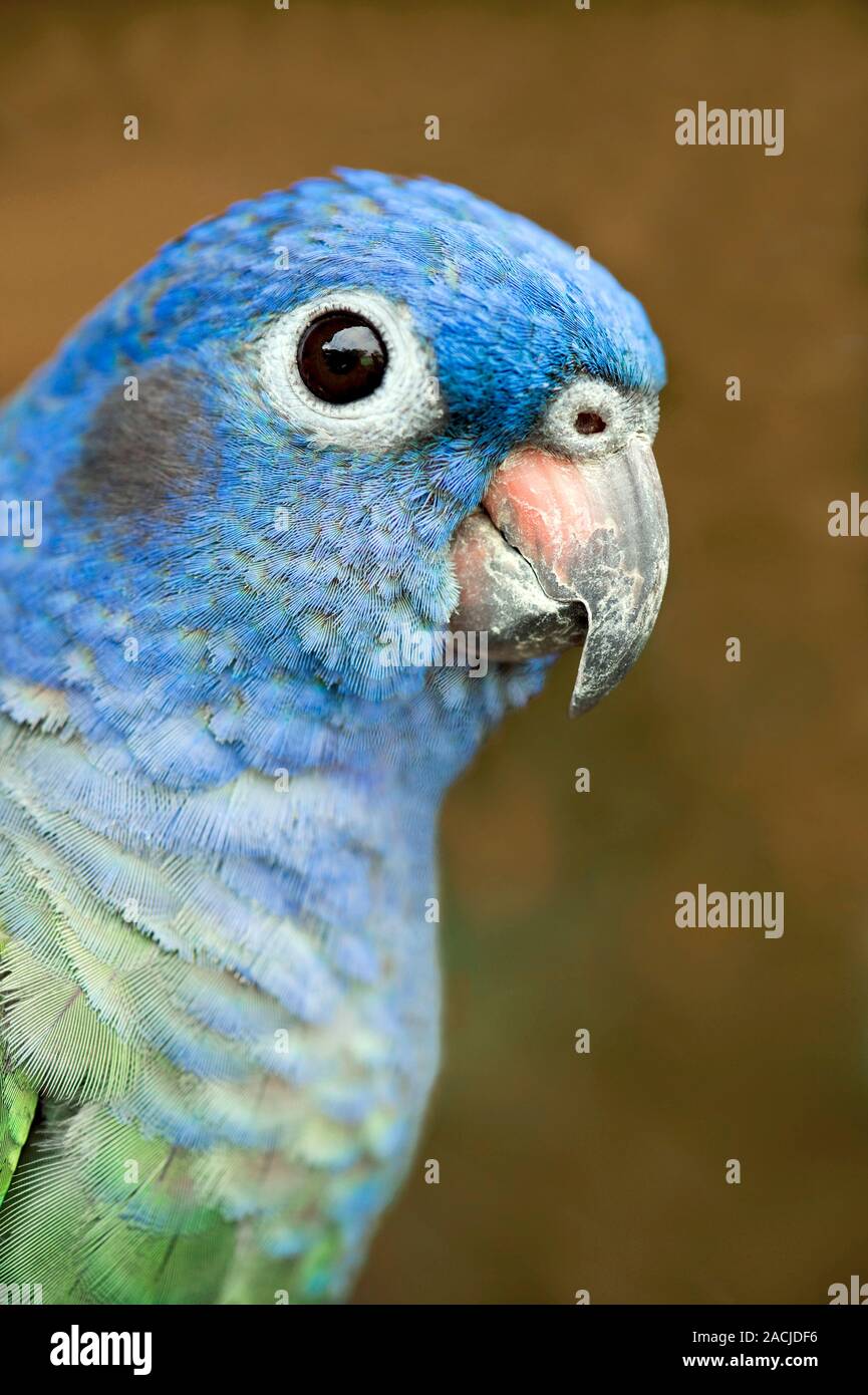 Blue-headed parrot (Pionus menstruus). Photographed in the Amazon ...