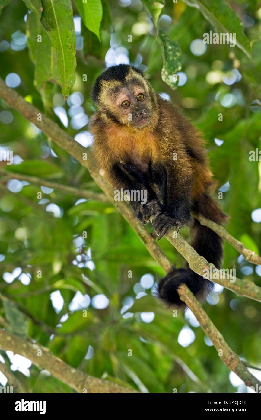 Brown capuchin (Cebus apella) monkey in a tree. Photographed in the ...
