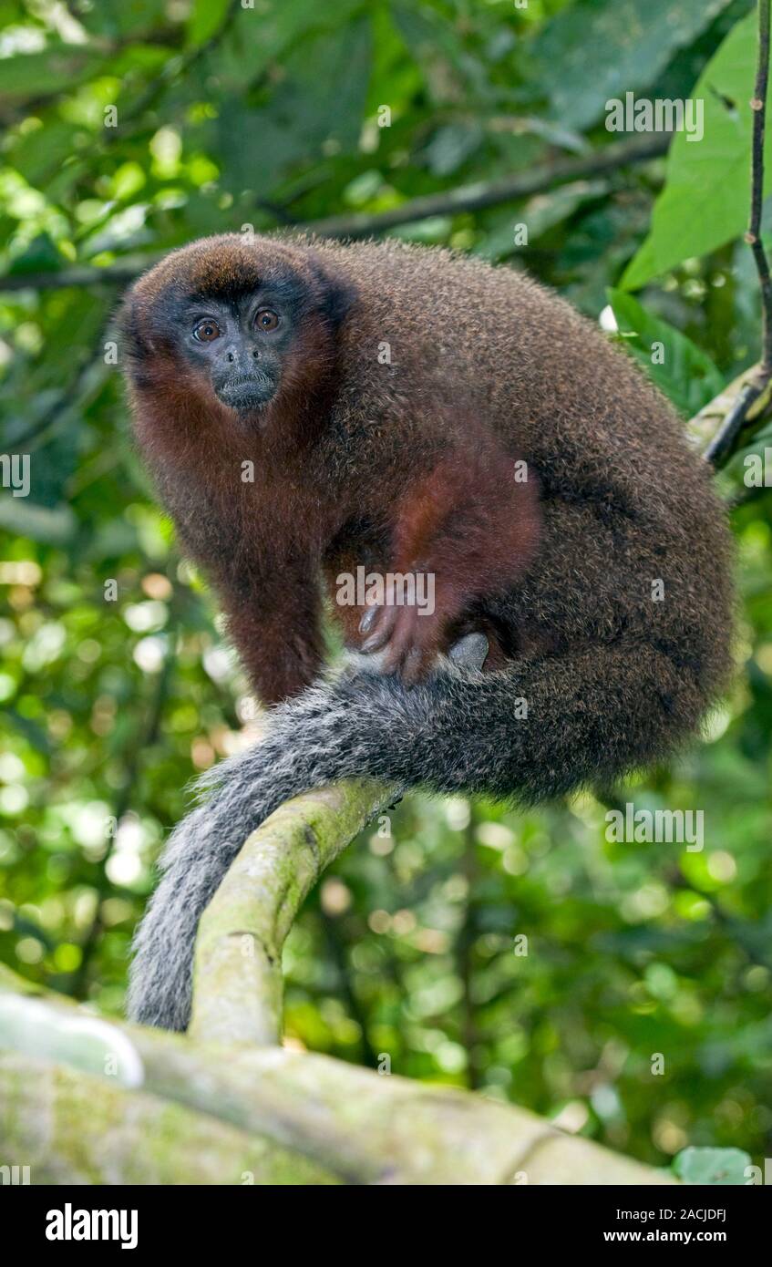 Brown titi (Callicebus brunneus) monkey in a tree. Photographed in the ...