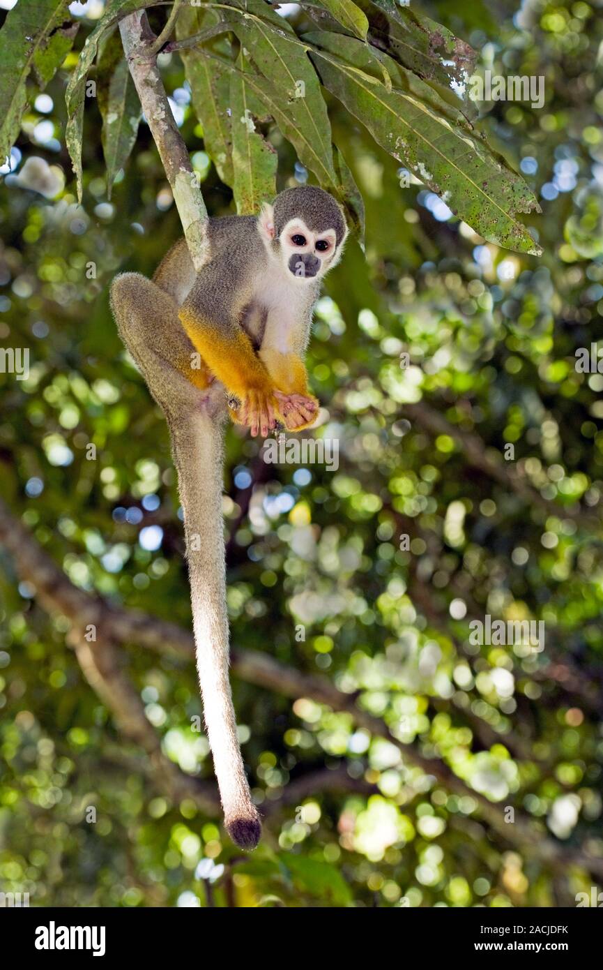 Squirrel monkey (Saimiri sciureus) in a tree. Photographed in the ...