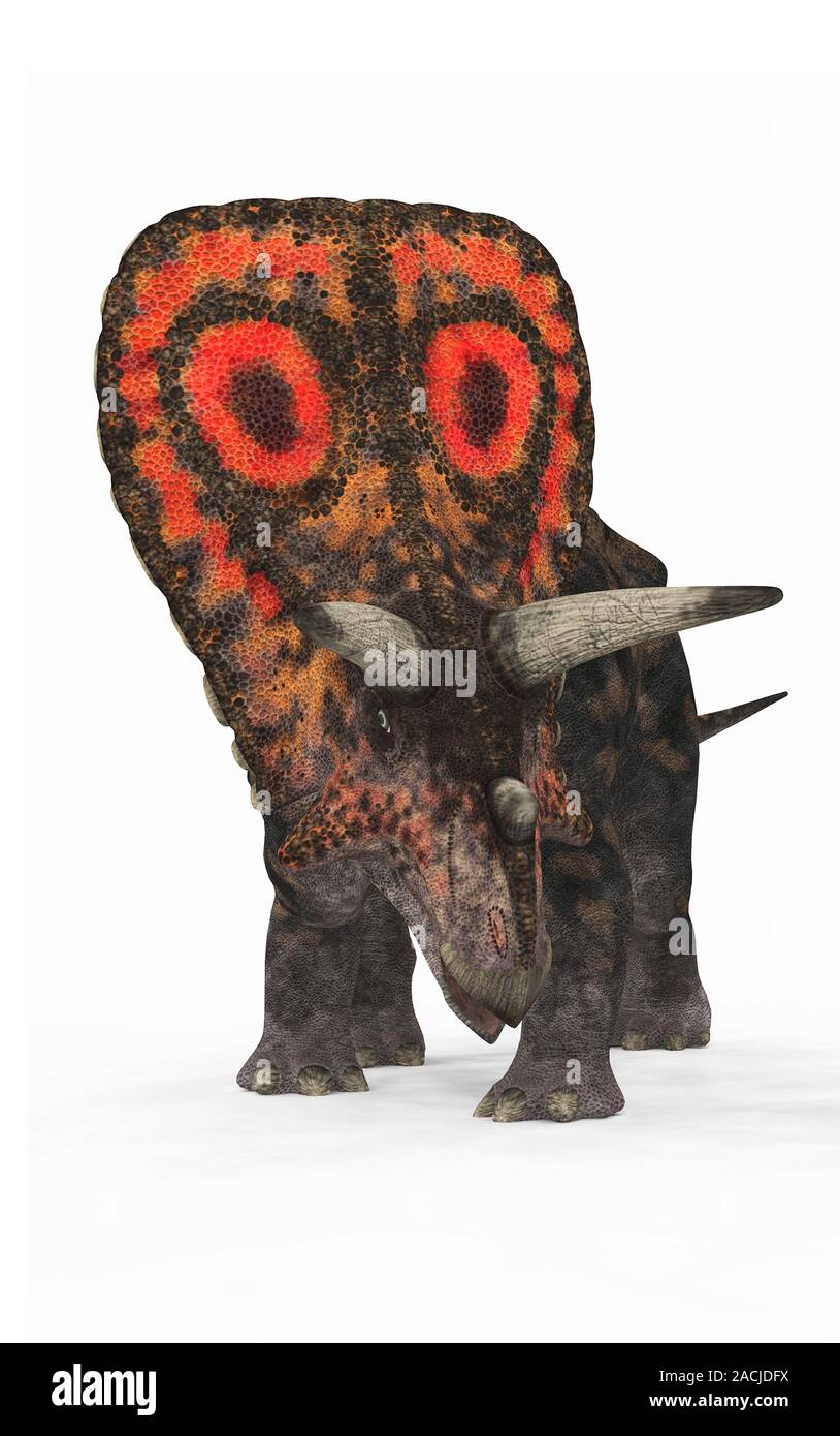 Torosaurus dinosaur. Artwork of an adult Torosaurus from 75 million ...