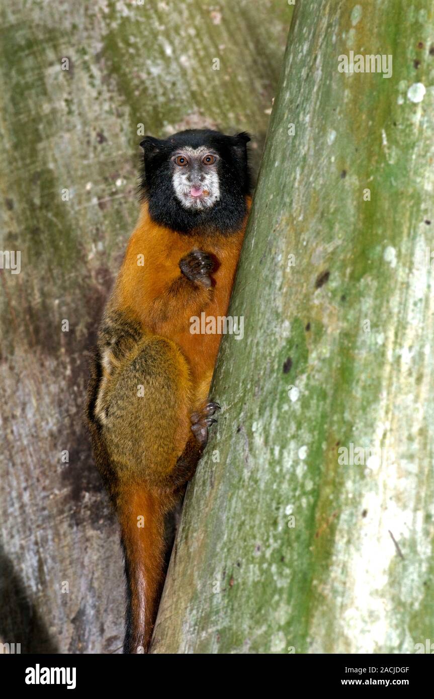 Golden-mantled tamarin (Saguinus tripartitus) in a tree. Photographed ...