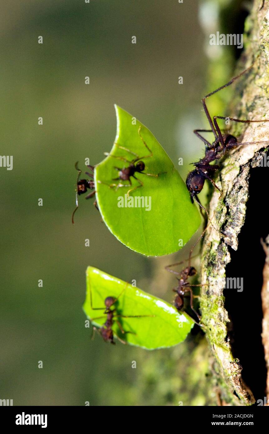 Leafcutter ants (Atta cephalotes). Close-up of leafcutter worker ants ...
