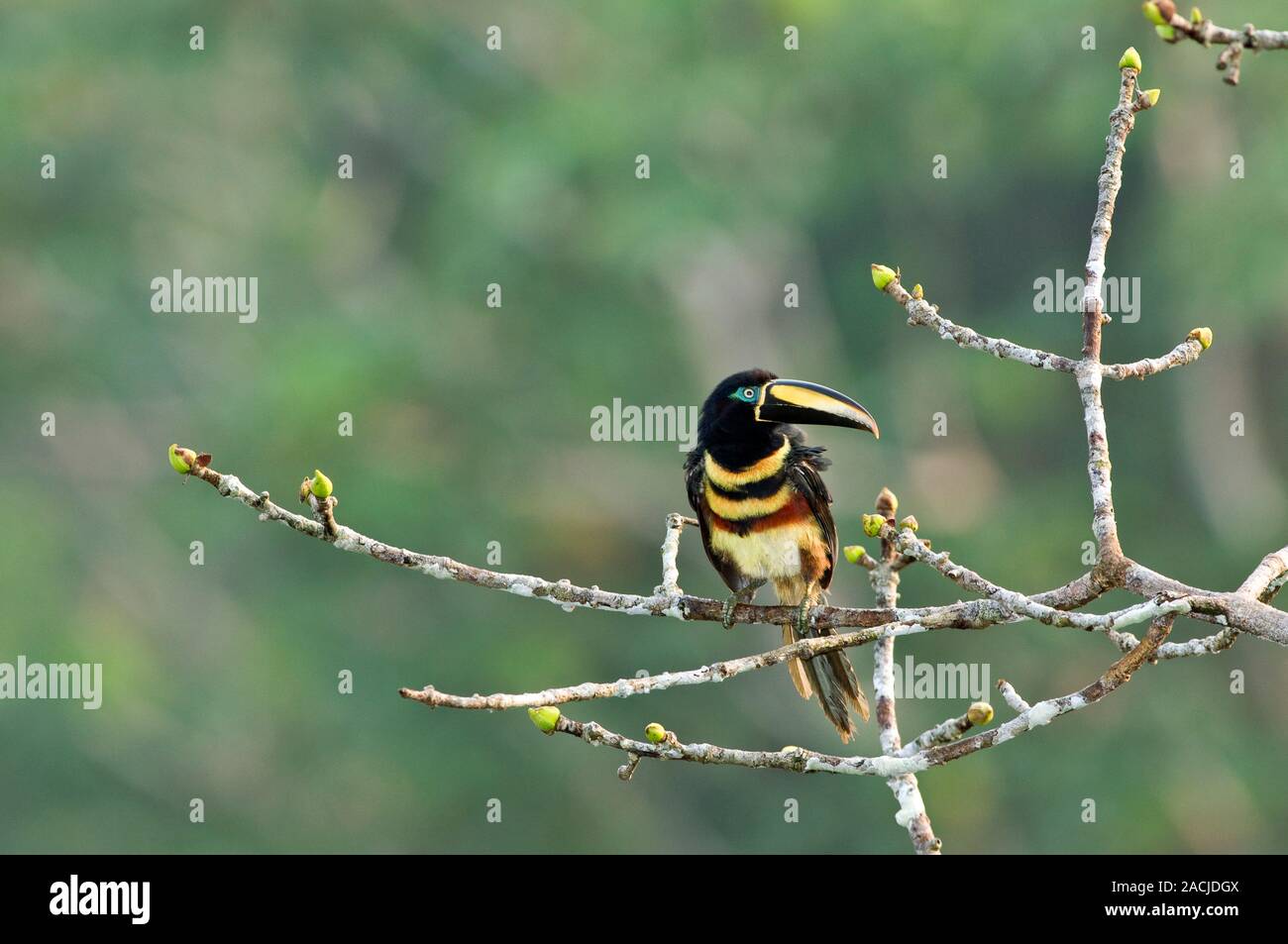 Many-banded aracari (Pteroglossus pluricinctus) perched in a tree ...