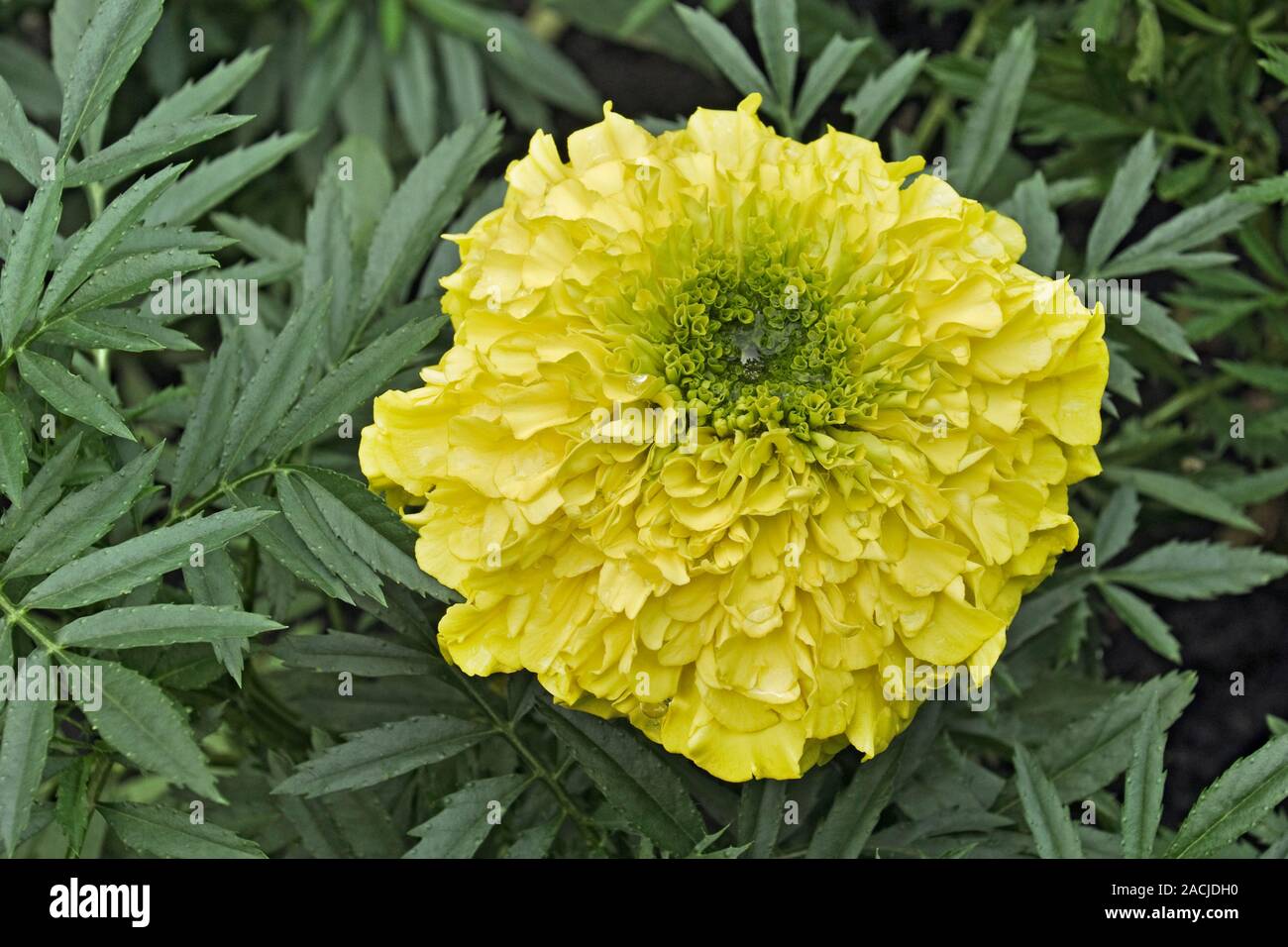 Mexican marigold (Tagetes erecta), also known as Aztec marigold ...