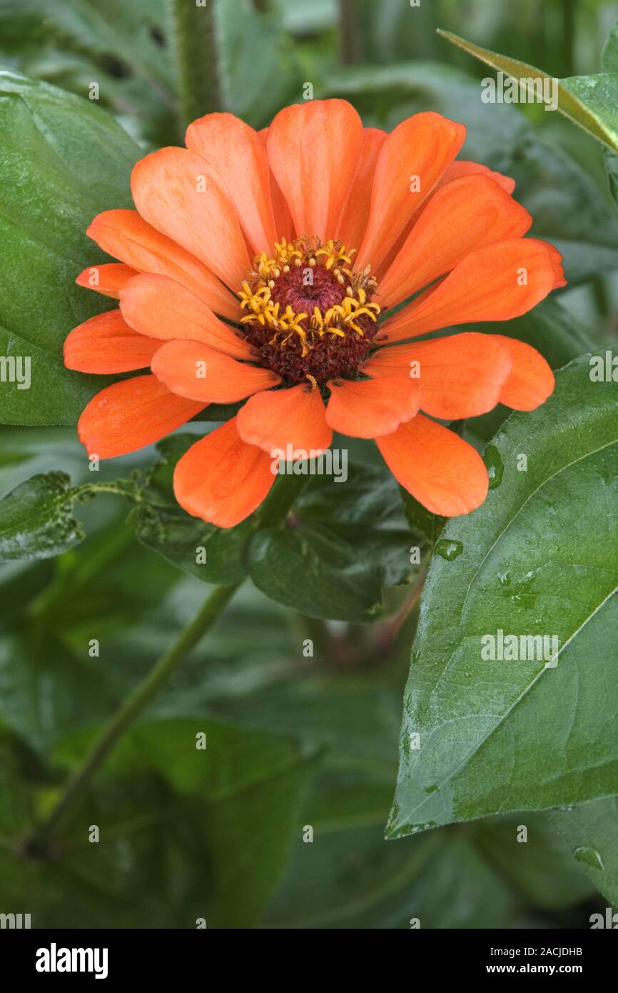 Narrow-leaf Zinnia (Zinnia angustifolia), also known as Narrowlead ...