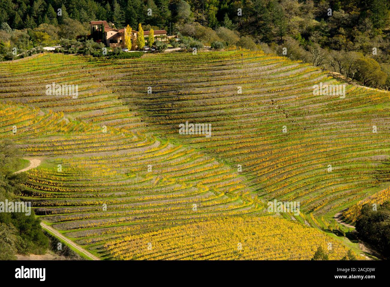 Autumn in the Napa Valley vineyards, above Calistoga in the Pallisade ...