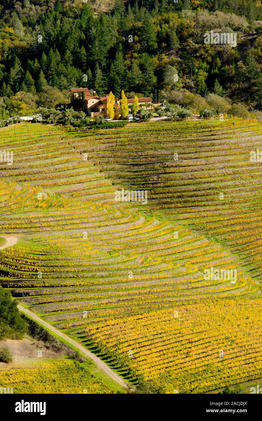 Autumn in the Napa Valley vineyards, above Calistoga in the Pallisade ...