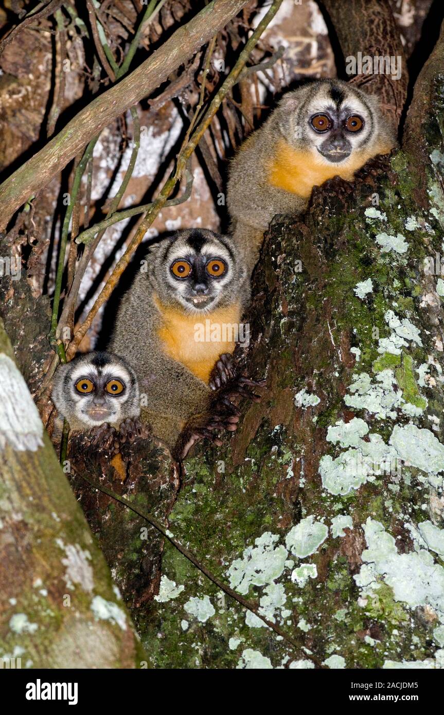 Three-striped owl monkeys (Aotus Trivirgatus) in a tree. Owl, or night ...