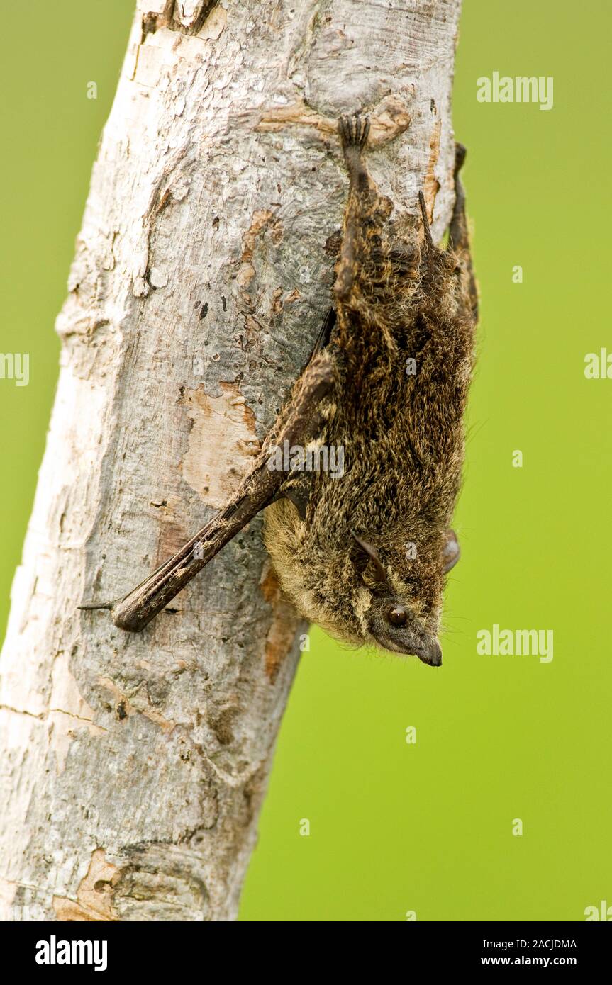 Proboscis bat (Rhynchonycteris naso) clinging to a tree. Photographed ...