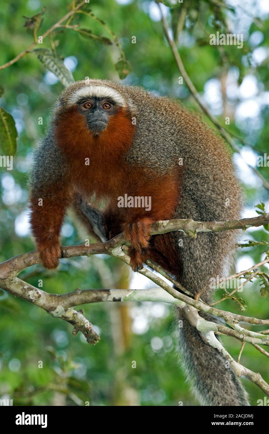 Red titi (Callicebus cupreus discolor) monkey in a rainforest canopy ...