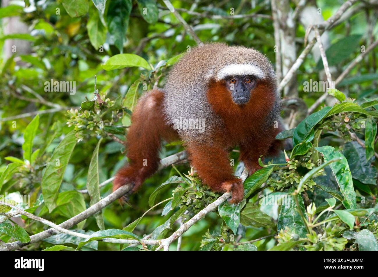 Red titi (Callicebus cupreus discolor) monkey in a rainforest canopy ...