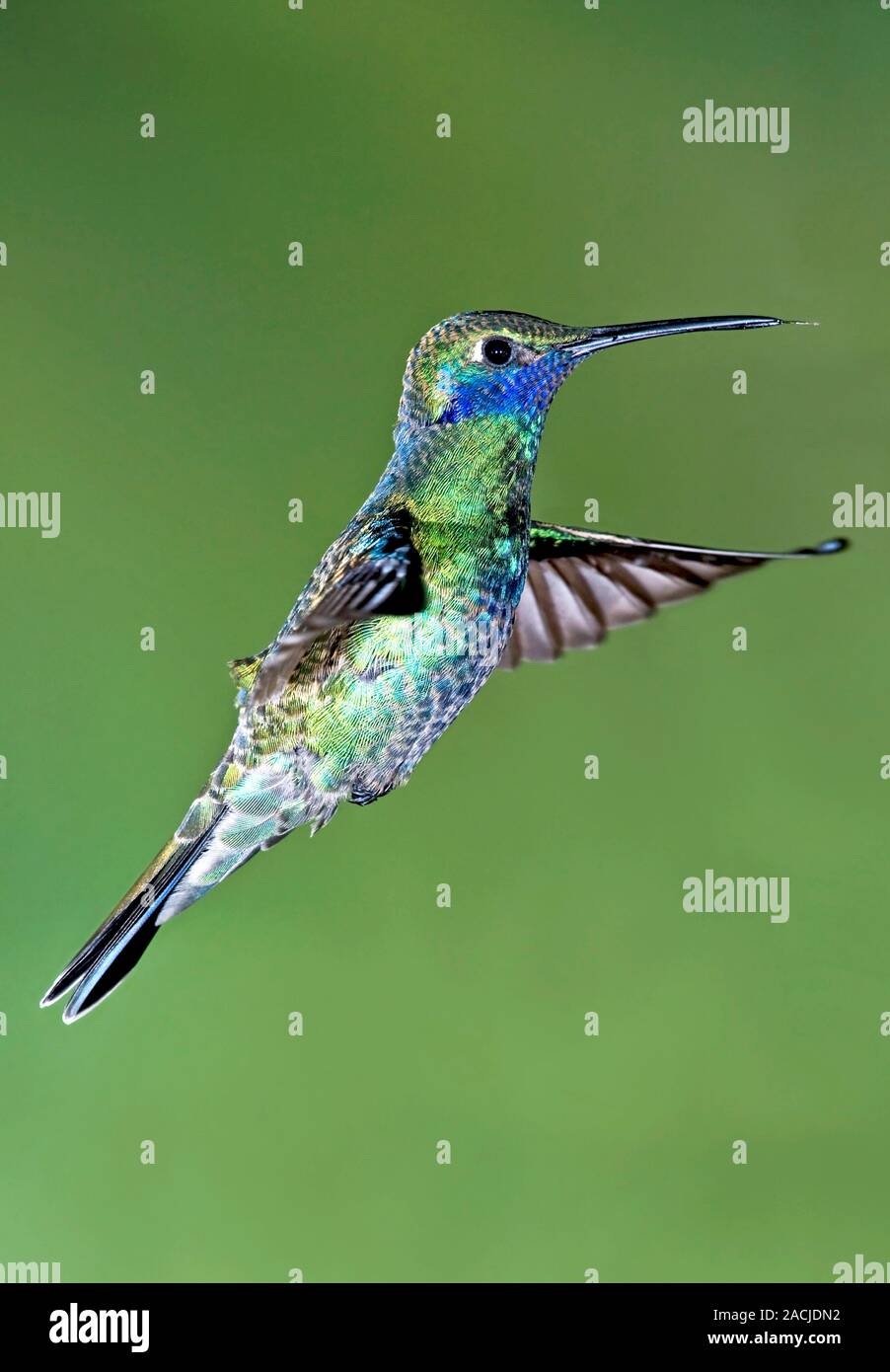 Sparkling violetear (Colibri coruscans) hummingbird in flight ...