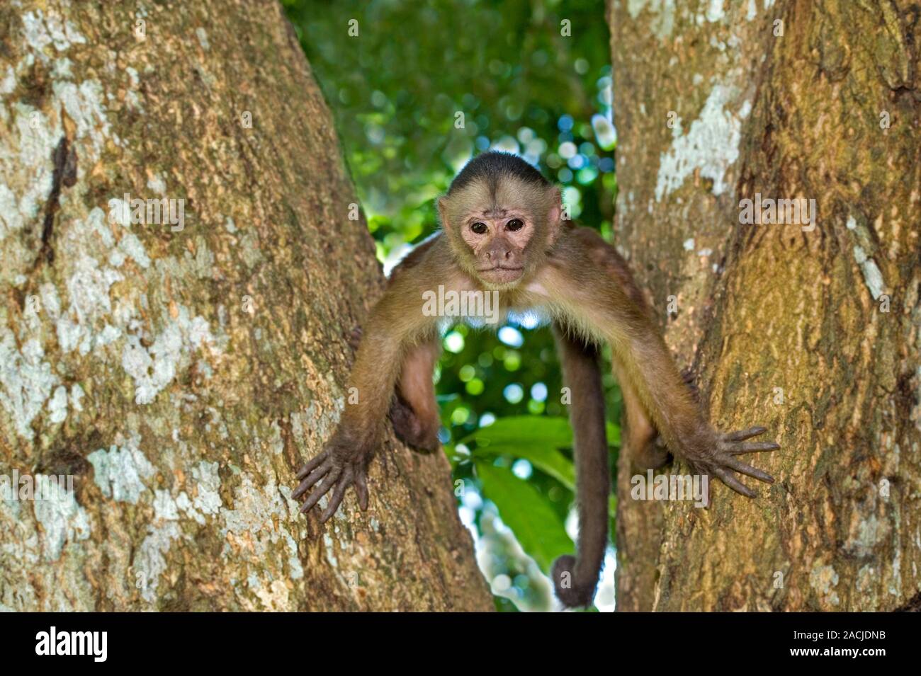 White-fronted capuchin. Young white-fronted capuchin (Cebus albifrons ...