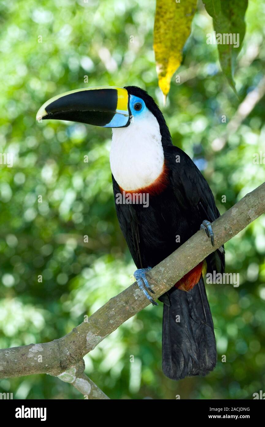 White-throated toucan (Ramphastos tucanus) perched on a branch ...