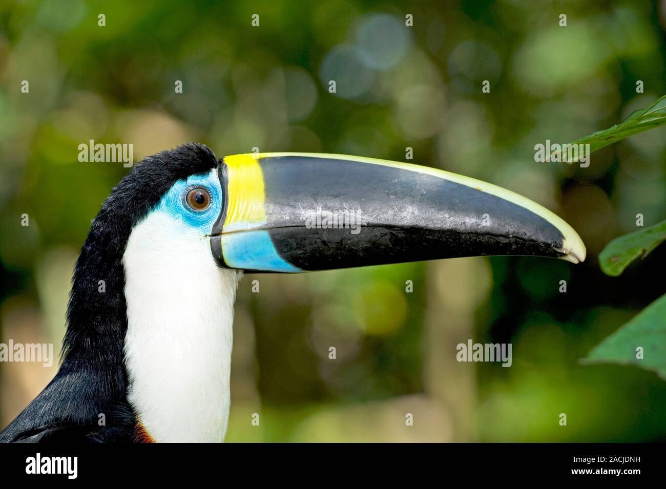 White-throated toucan. Close-up of the head of a White-throated toucan ...
