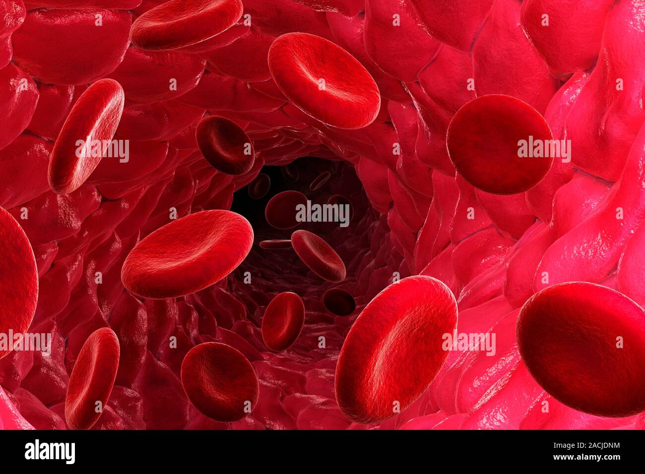 Blood vessel. Computer artwork of the inside of a blood vessel, showing ...