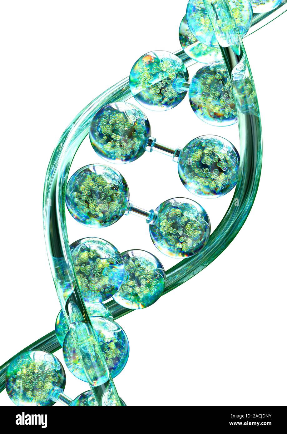 DNA molecule. Computer artwork showing a section of a double stranded ...